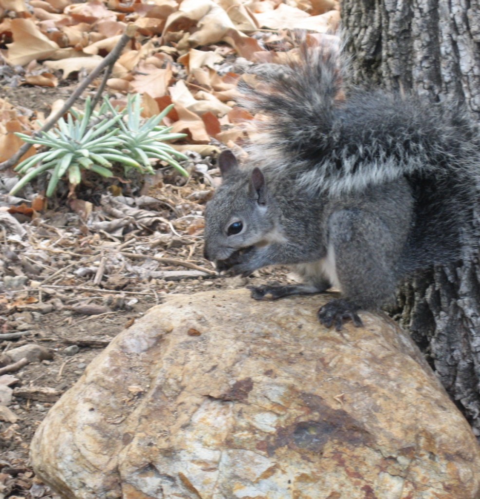 Rambling LA: Native gray : Chance of Rain
